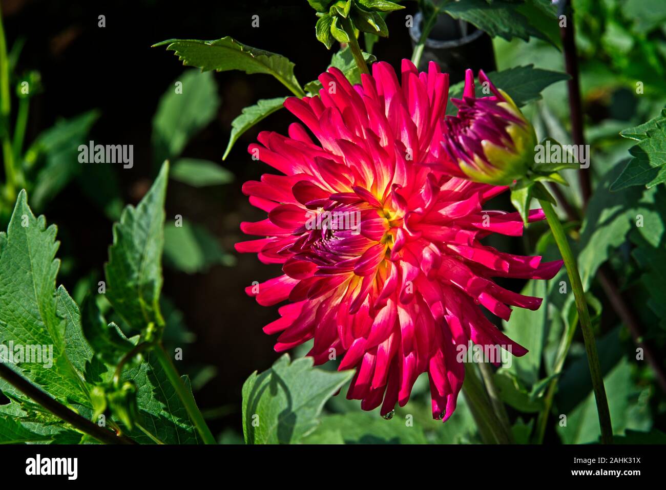 Dahlia of Swan Island Dahlias taken at the Annual Dahlia Festival in ...