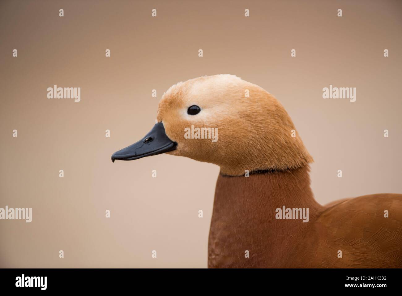Happy duck hi-res stock photography and images - Alamy