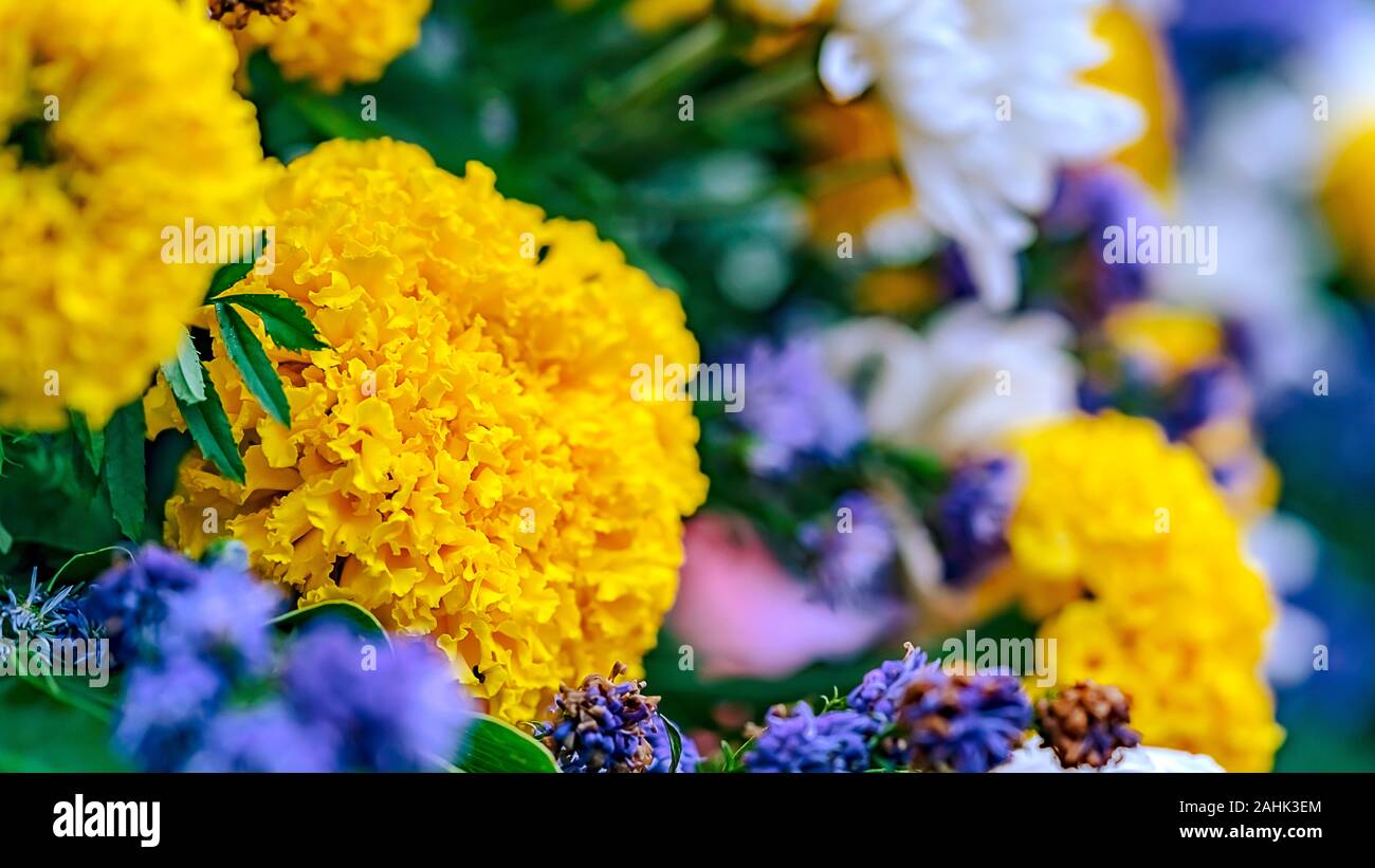 French marigold texture hi-res stock photography and images - Alamy