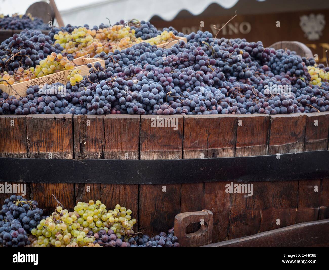White and black grapes harvested in a typical old wooden vat Stock ...