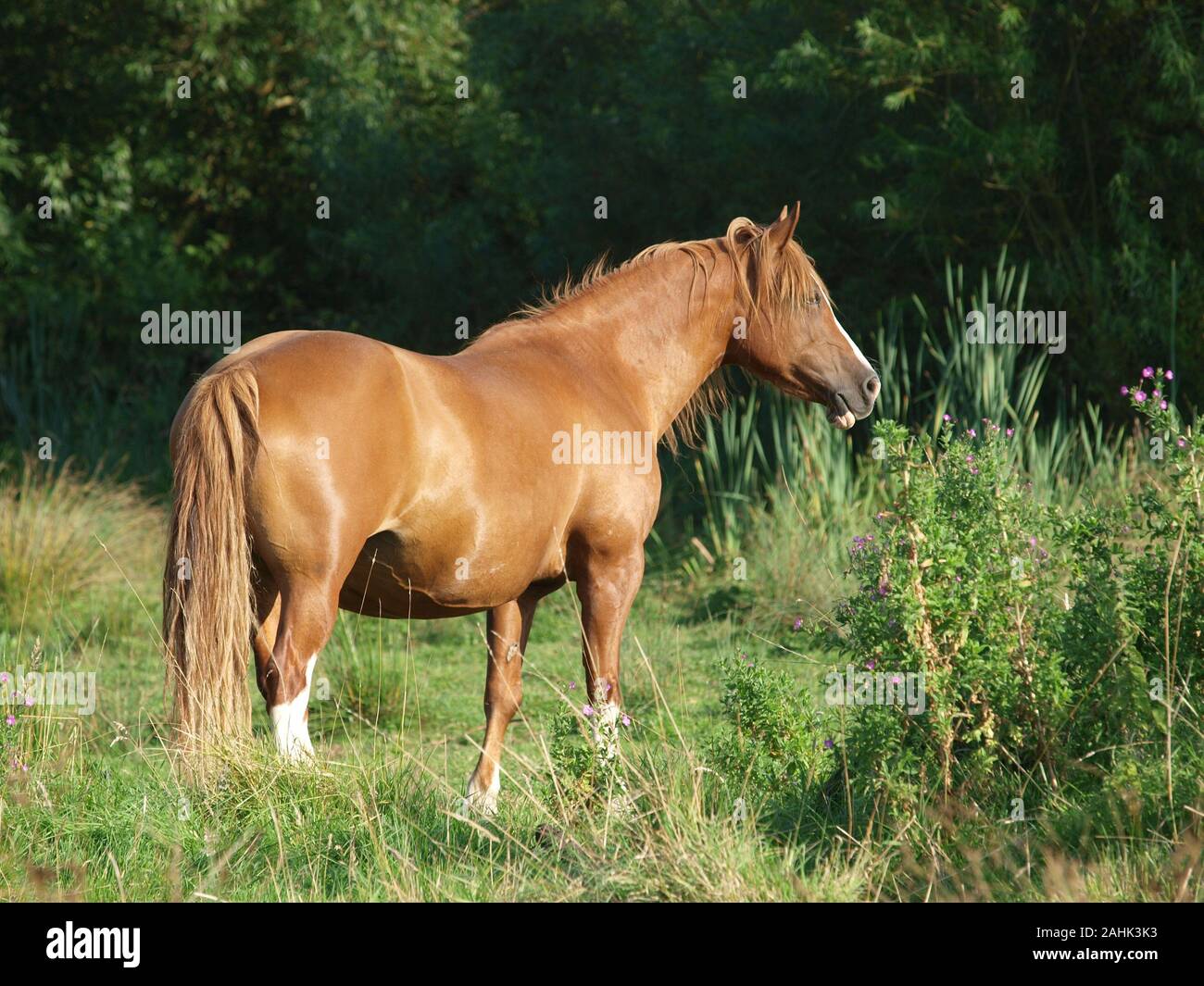 An pretty pony stands alone in a summer paddock Stock Photo - Alamy