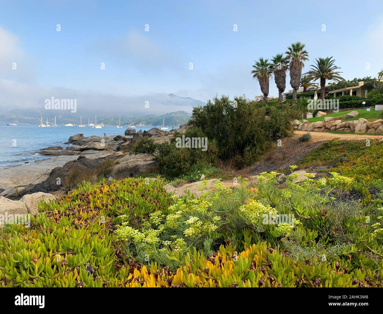 Typical Mediterranean vegetation composed of bushes and shrubs between ...