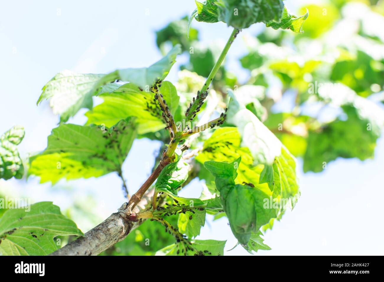 Aphid eats leaves of a tree. Tree disease Stock Photo - Alamy