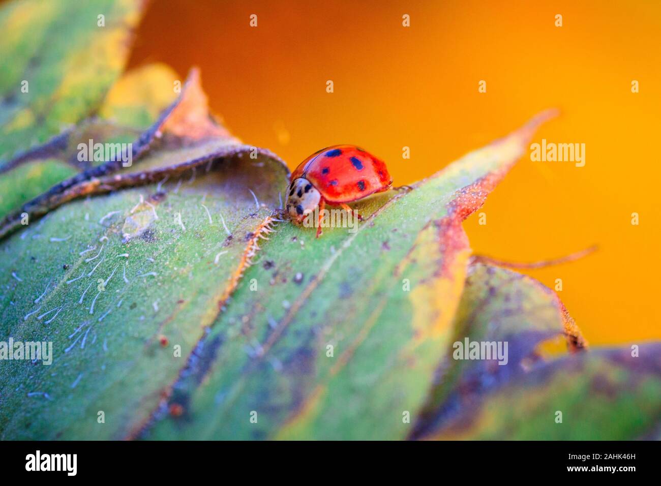 Macro of ladybug on a blade of grass in the morning sun Ladybug - bug ...