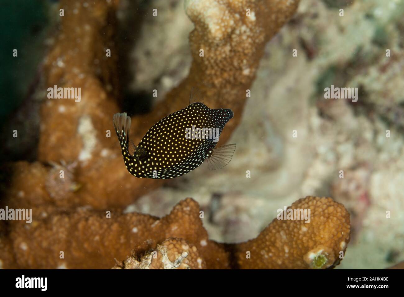 Juvenile White-spotted Boxfish, Ostracion meleagris Stock Photo - Alamy