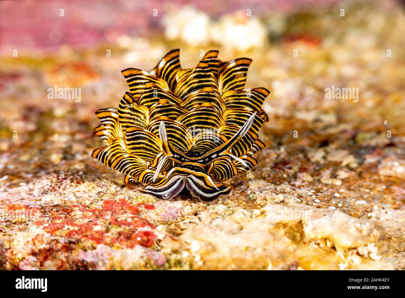 Black Linded Sapsucking Slug , Cyerce nigra Stock Photo - Alamy