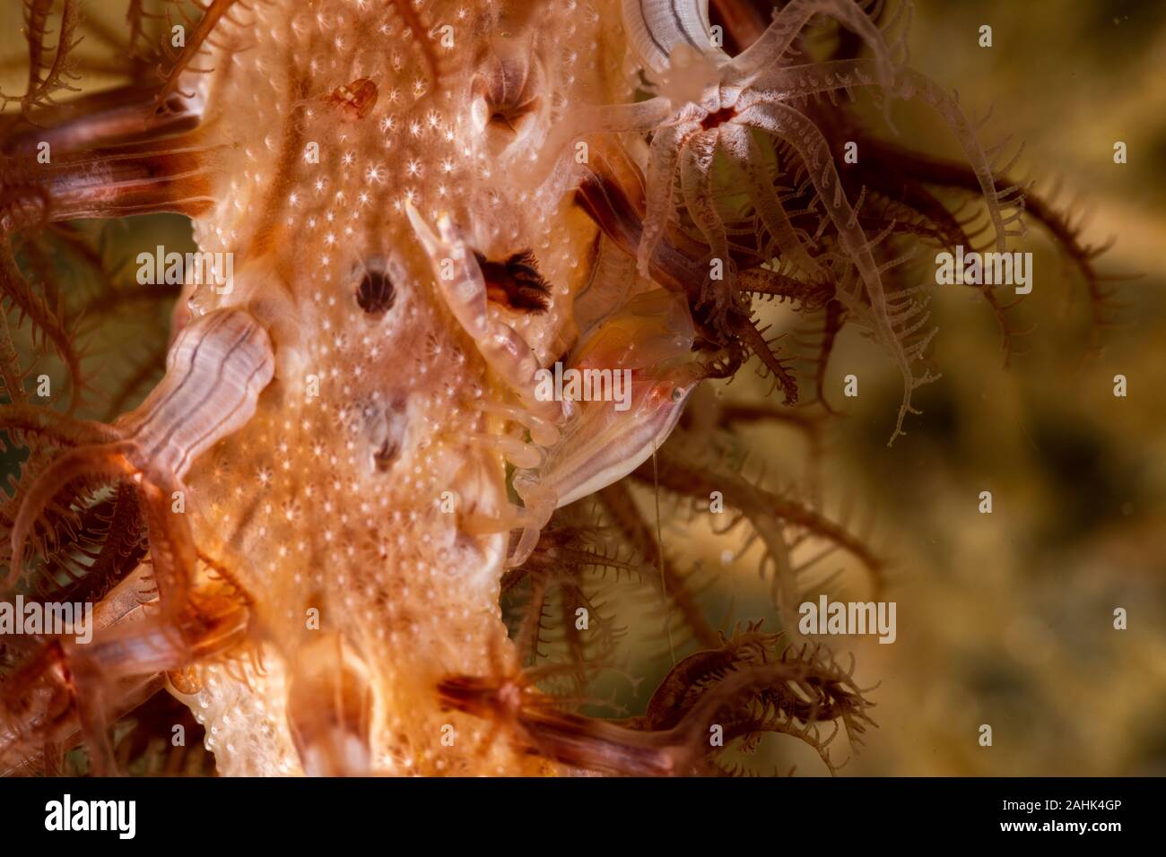 Porcelain crabs, Porcellanidae on a soft coral Stock Photo - Alamy