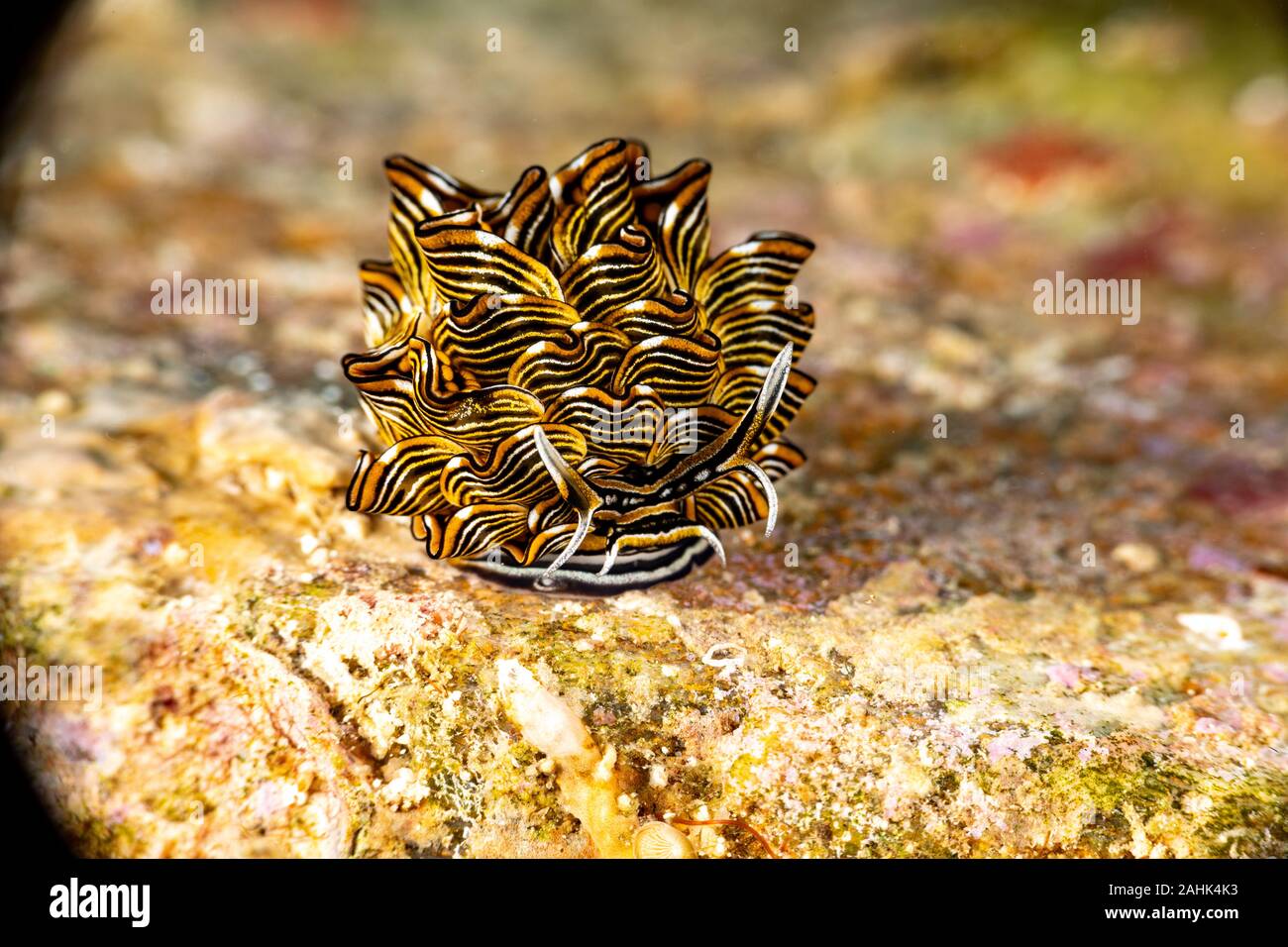 Black Linded Sapsucking Slug , Cyerce nigra Stock Photo - Alamy