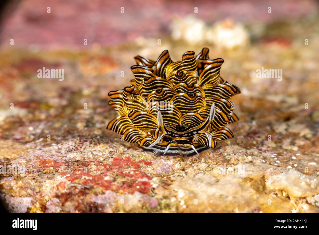 Black Linded Sapsucking Slug , Cyerce nigra Stock Photo - Alamy