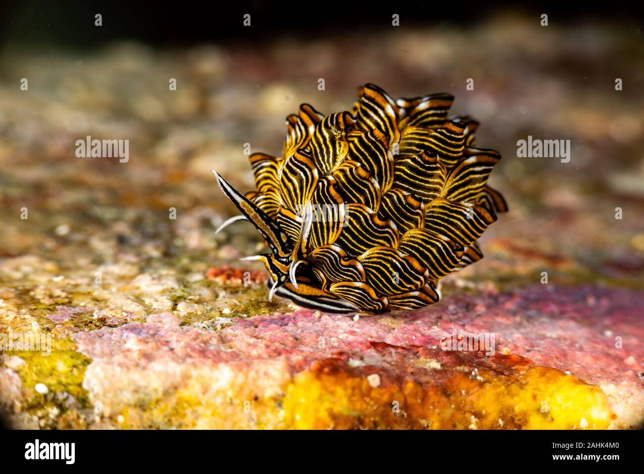 Black Linded Sapsucking Slug , Cyerce nigra Stock Photo - Alamy