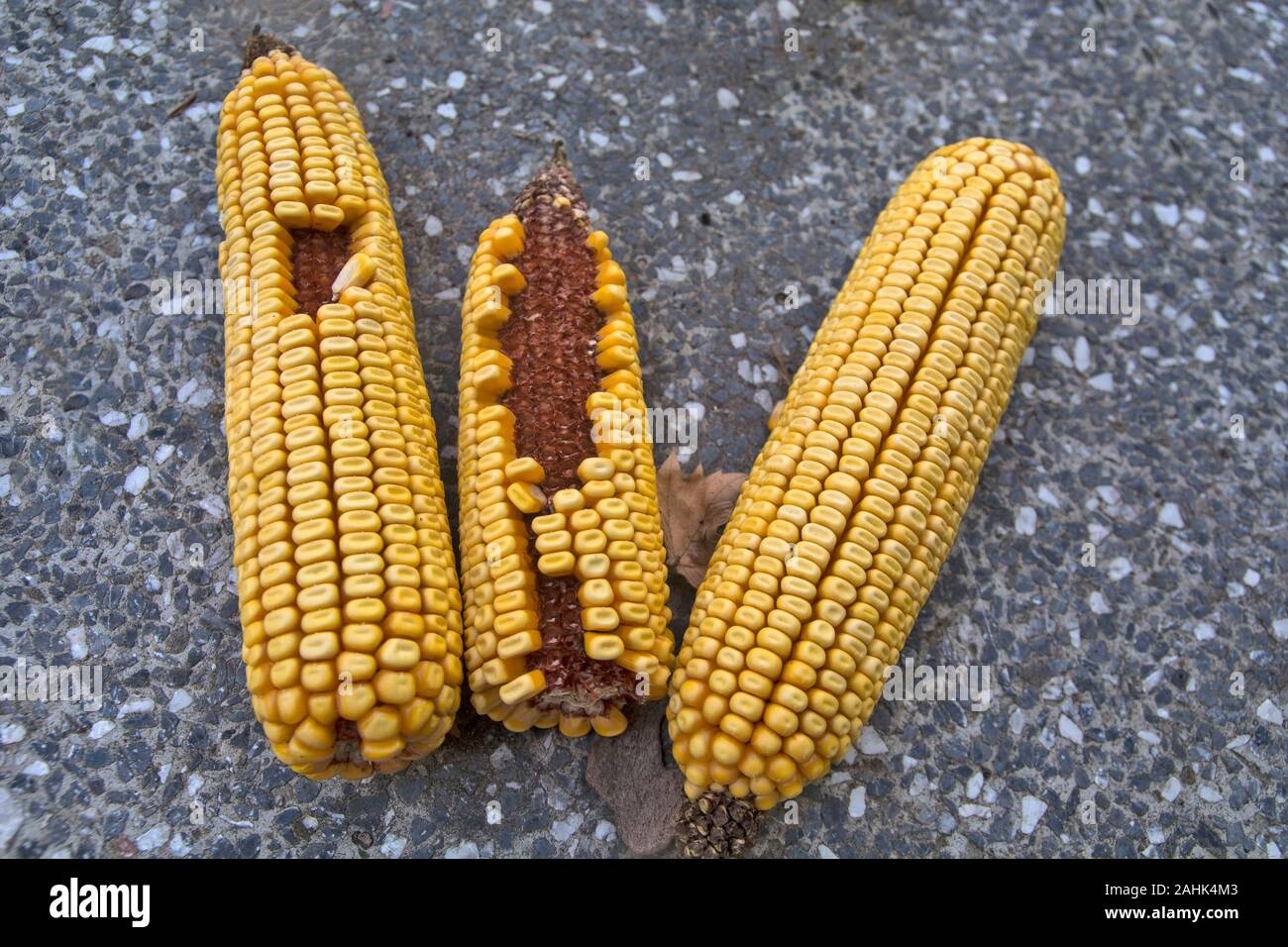 Three corn cobs laid on a concrete base Stock Photo - Alamy