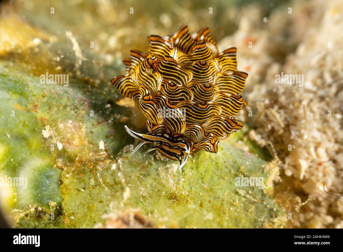 Black Linded Sapsucking Slug , Cyerce nigra Stock Photo - Alamy