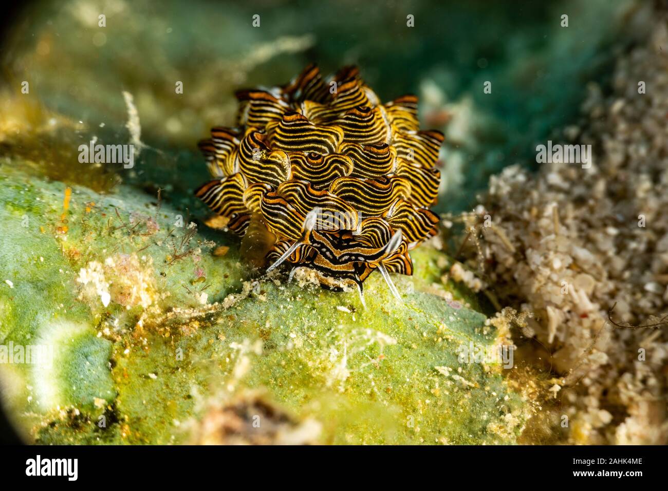 Black Linded Sapsucking Slug , Cyerce nigra Stock Photo - Alamy