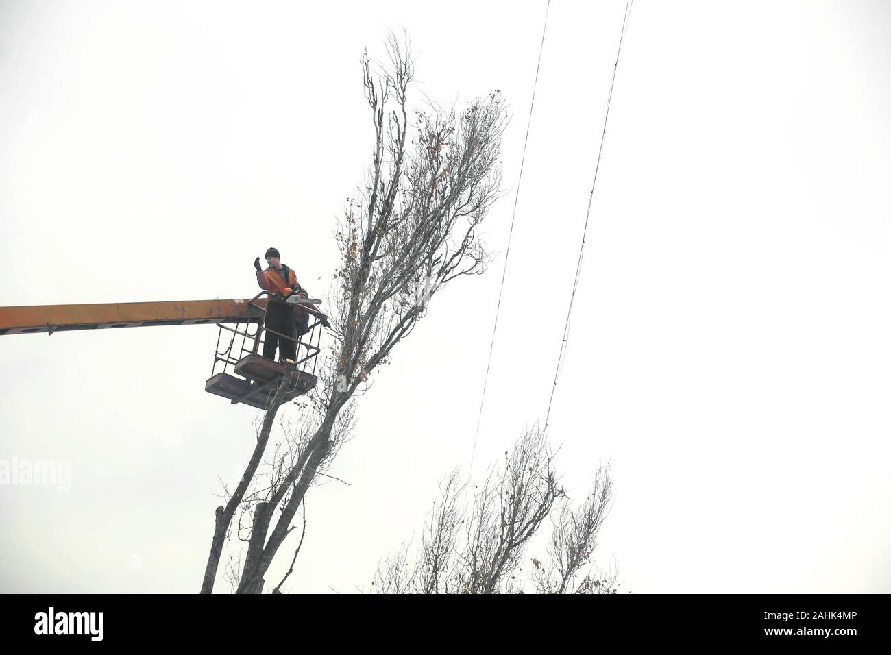 Workers in the municipal utilities cut tree branches. Trimming tree ...