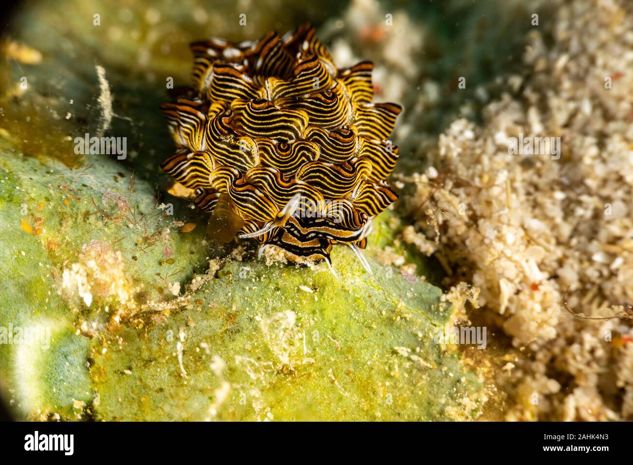 Black Linded Sapsucking Slug , Cyerce nigra Stock Photo - Alamy