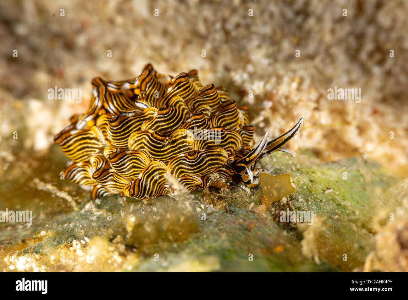 Black Linded Sapsucking Slug , Cyerce nigra Stock Photo - Alamy