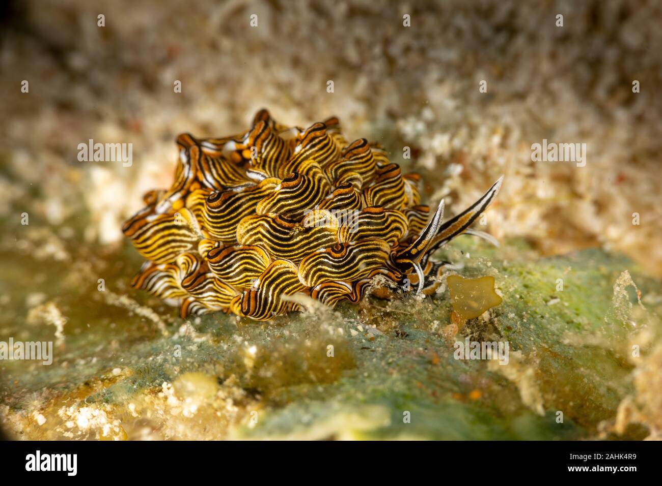 Black Linded Sapsucking Slug , Cyerce nigra Stock Photo - Alamy