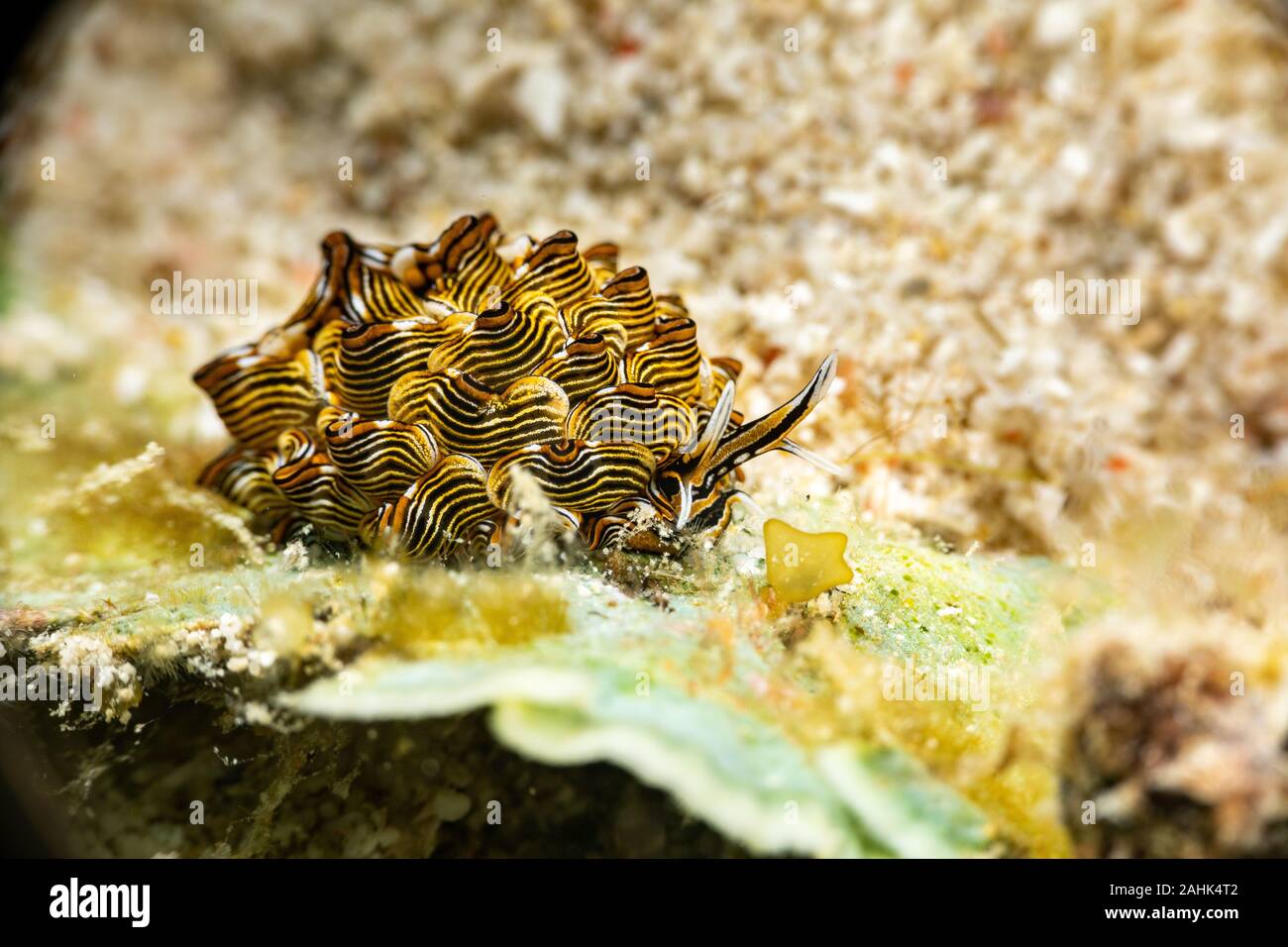 Black Linded Sapsucking Slug , Cyerce nigra Stock Photo - Alamy