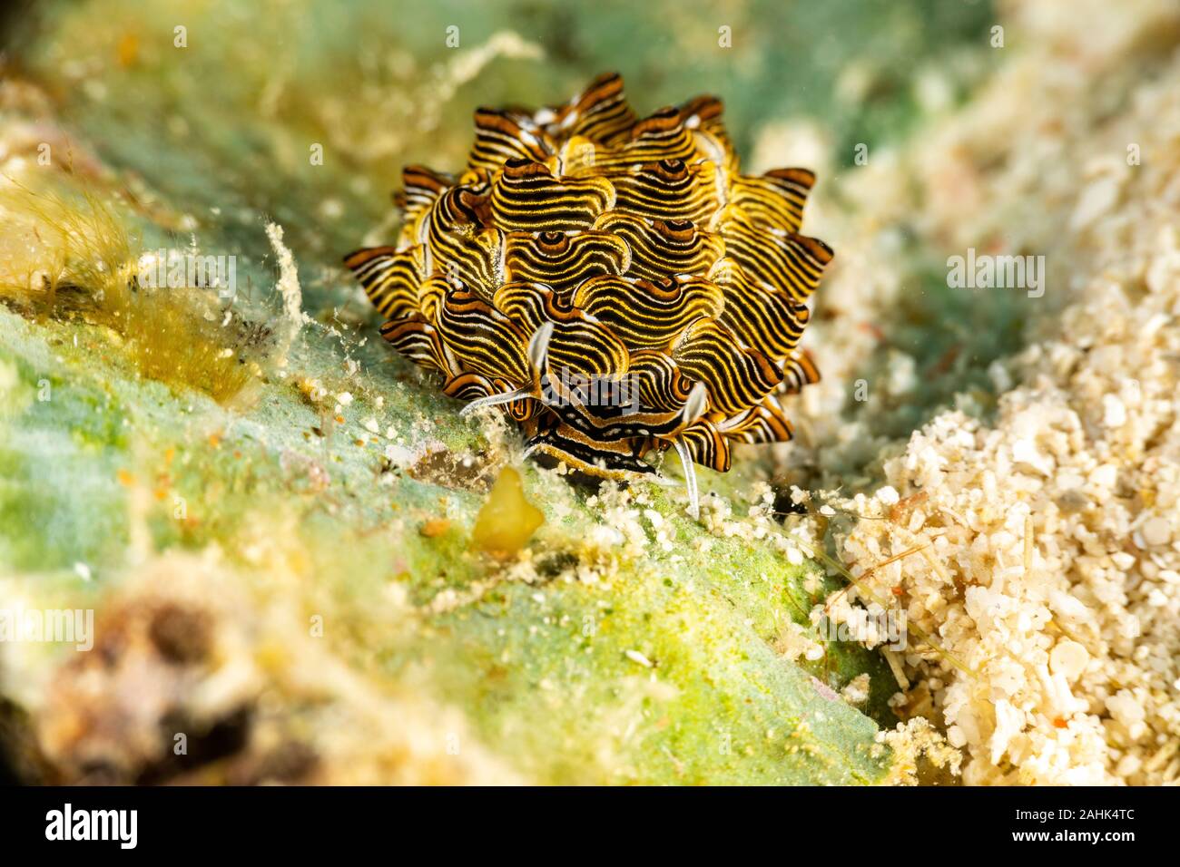 Black Linded Sapsucking Slug , Cyerce nigra Stock Photo - Alamy