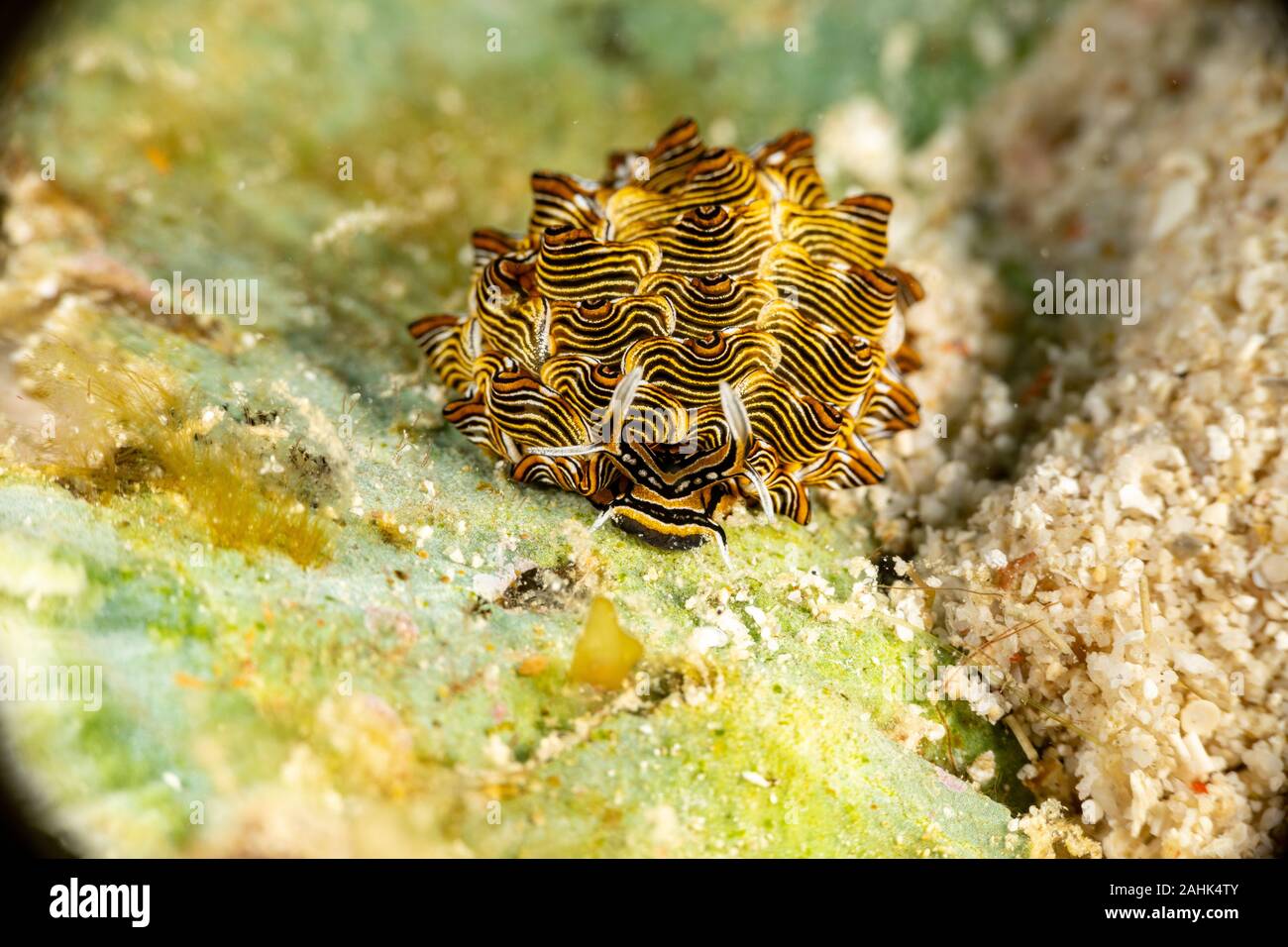 Black Linded Sapsucking Slug , Cyerce nigra Stock Photo - Alamy