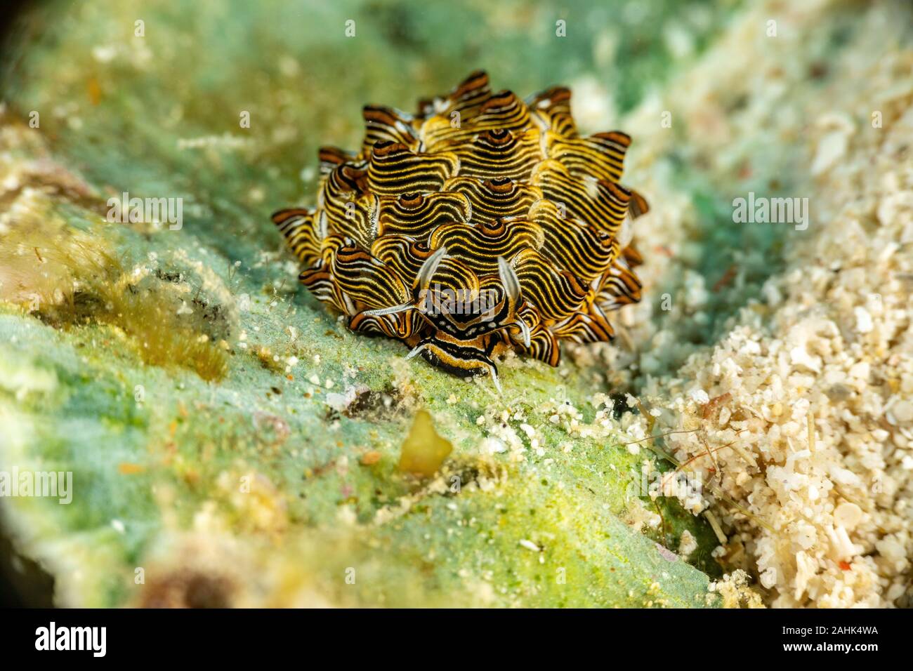 Black Linded Sapsucking Slug , Cyerce nigra Stock Photo - Alamy