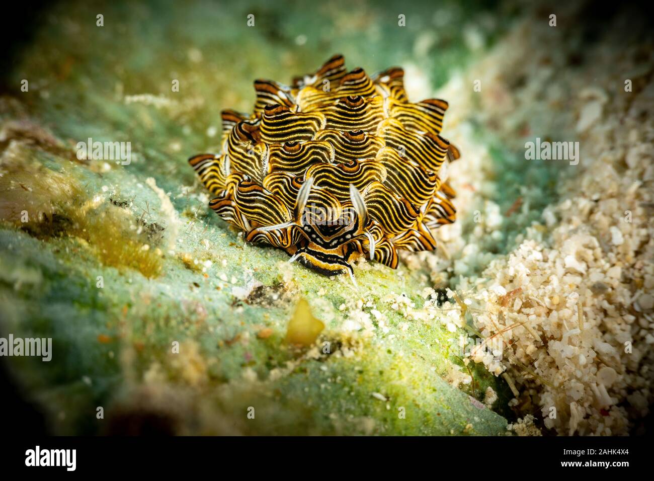 Black Linded Sapsucking Slug , Cyerce nigra Stock Photo - Alamy