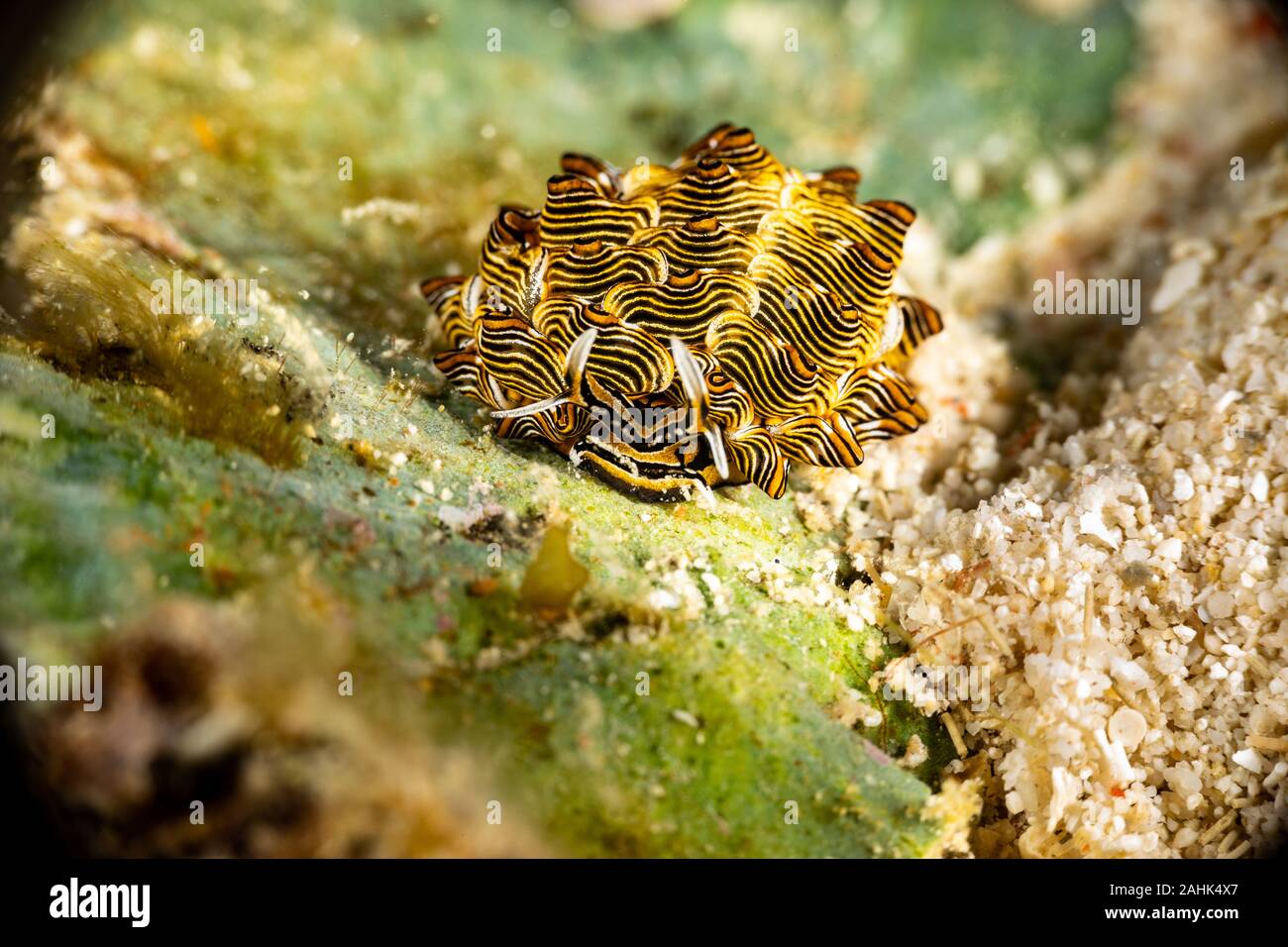 Black Linded Sapsucking Slug , Cyerce nigra Stock Photo - Alamy