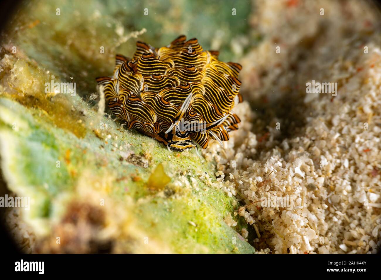 Black Linded Sapsucking Slug , Cyerce nigra Stock Photo - Alamy
