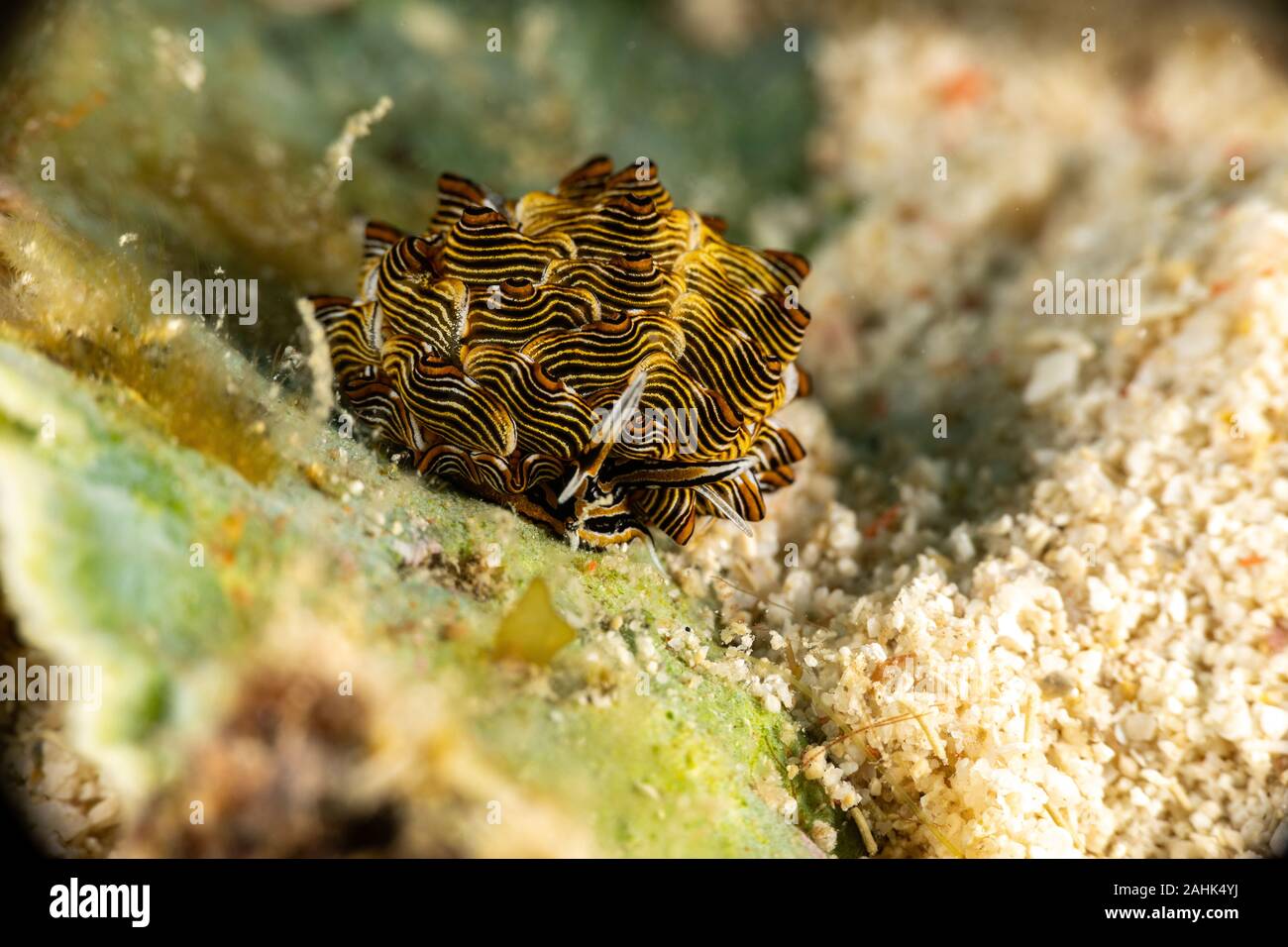 Black Linded Sapsucking Slug , Cyerce nigra Stock Photo - Alamy
