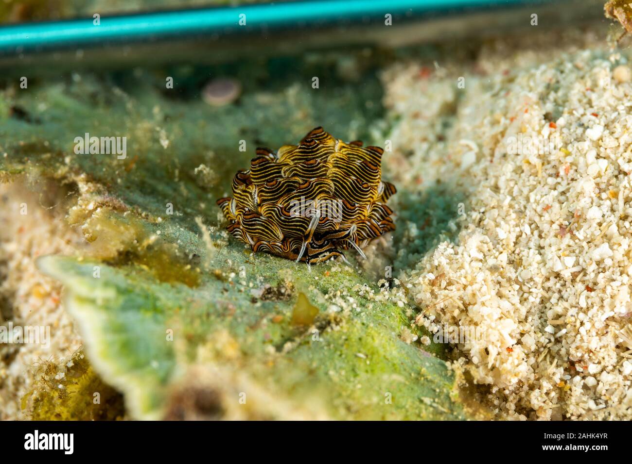 Black Linded Sapsucking Slug , Cyerce nigra Stock Photo - Alamy