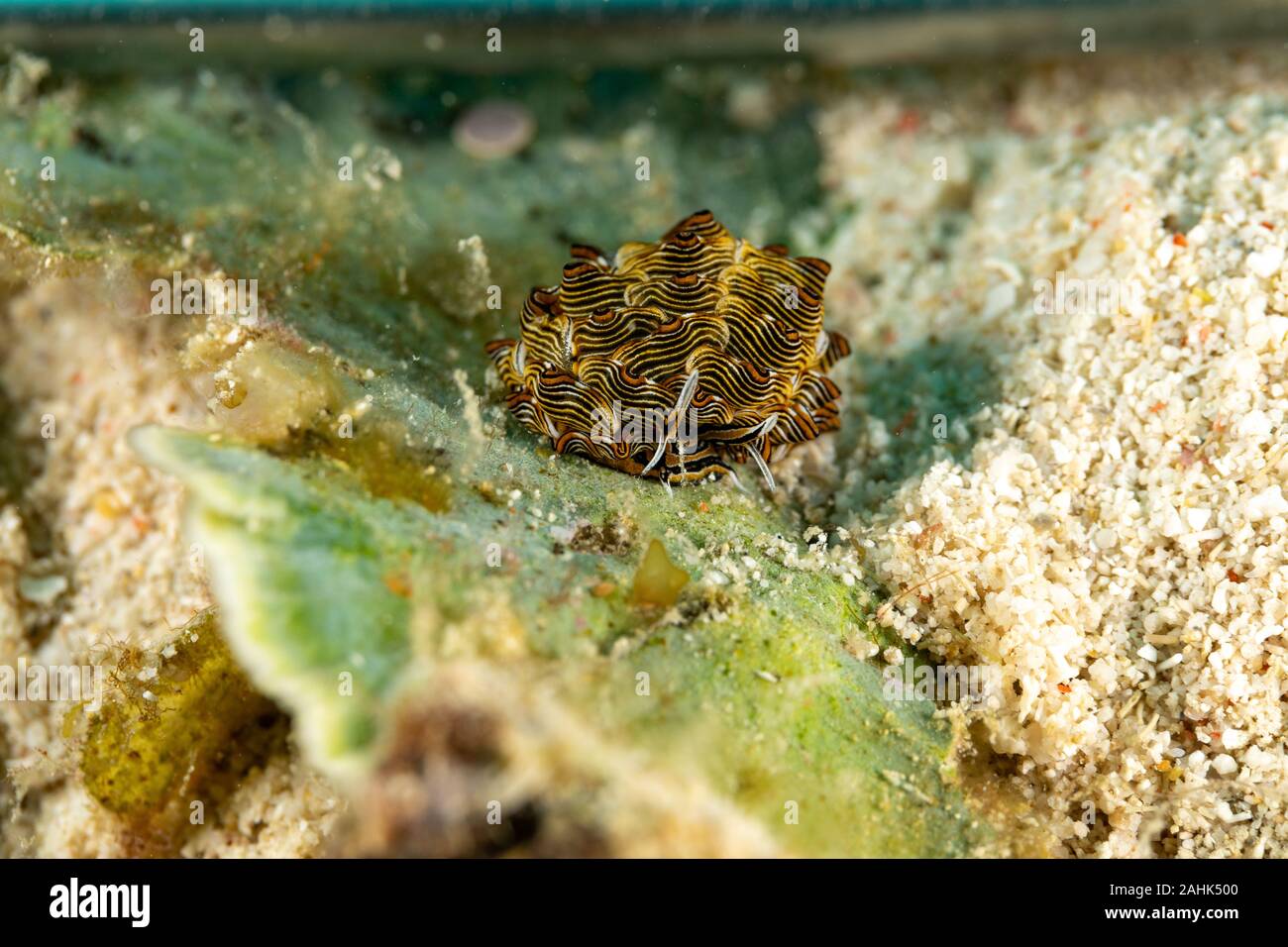 Black Linded Sapsucking Slug , Cyerce nigra Stock Photo - Alamy