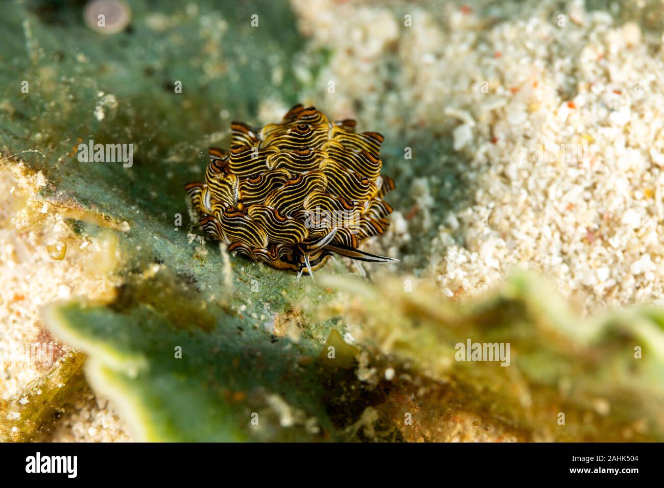 Black Linded Sapsucking Slug , Cyerce nigra Stock Photo - Alamy