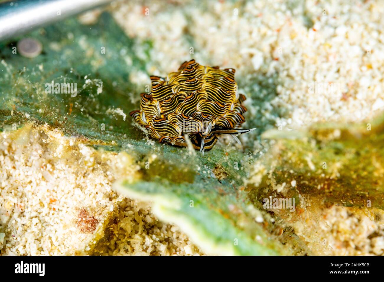 Black Linded Sapsucking Slug , Cyerce nigra Stock Photo - Alamy
