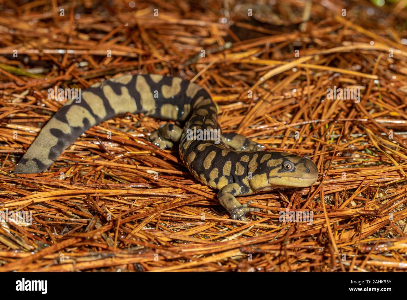 Eastern tiger salamander on pine needles - Ambystoma tigrinum Stock ...