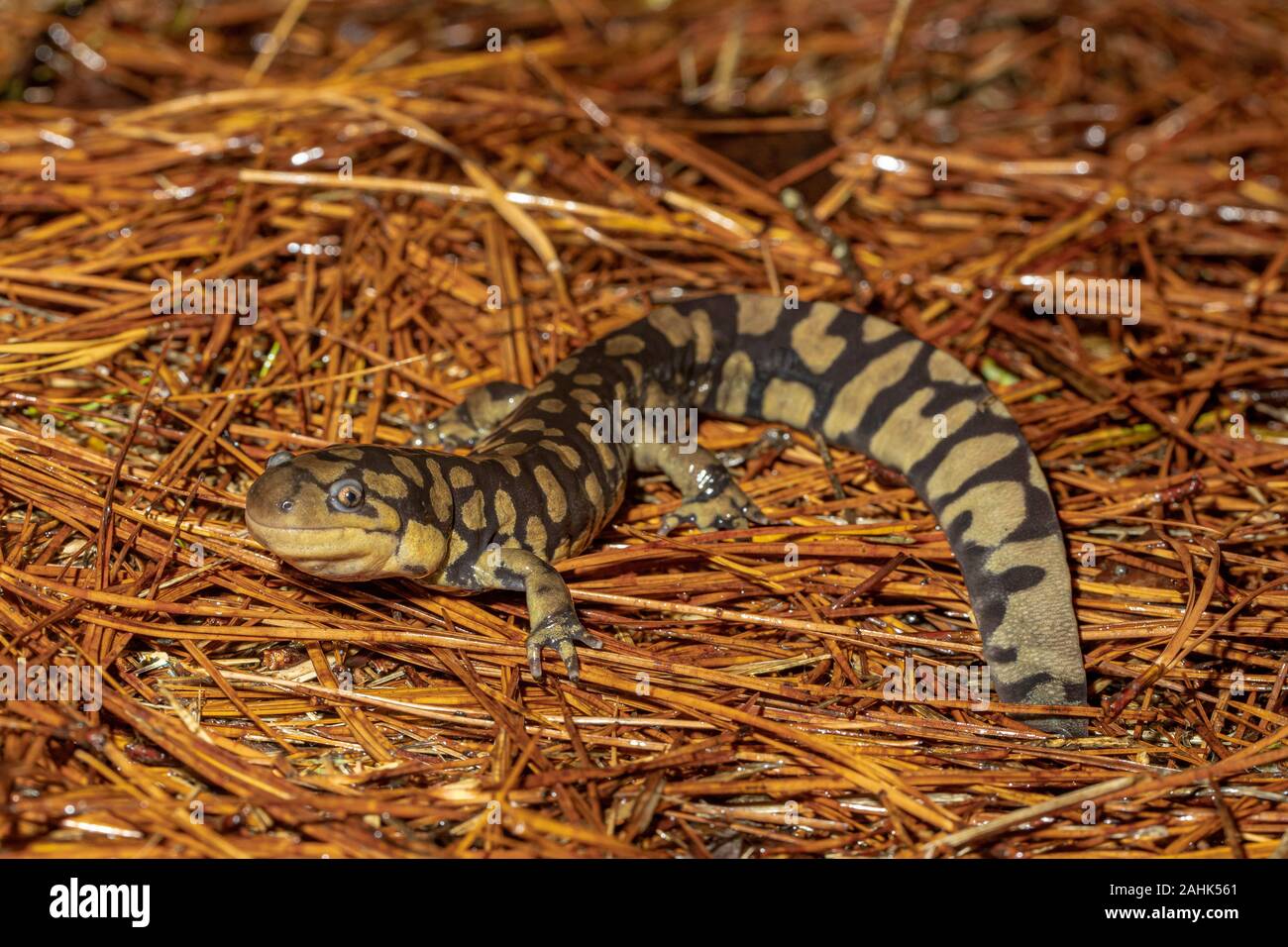 Eastern tiger salamander on pine needles - Ambystoma tigrinum Stock ...