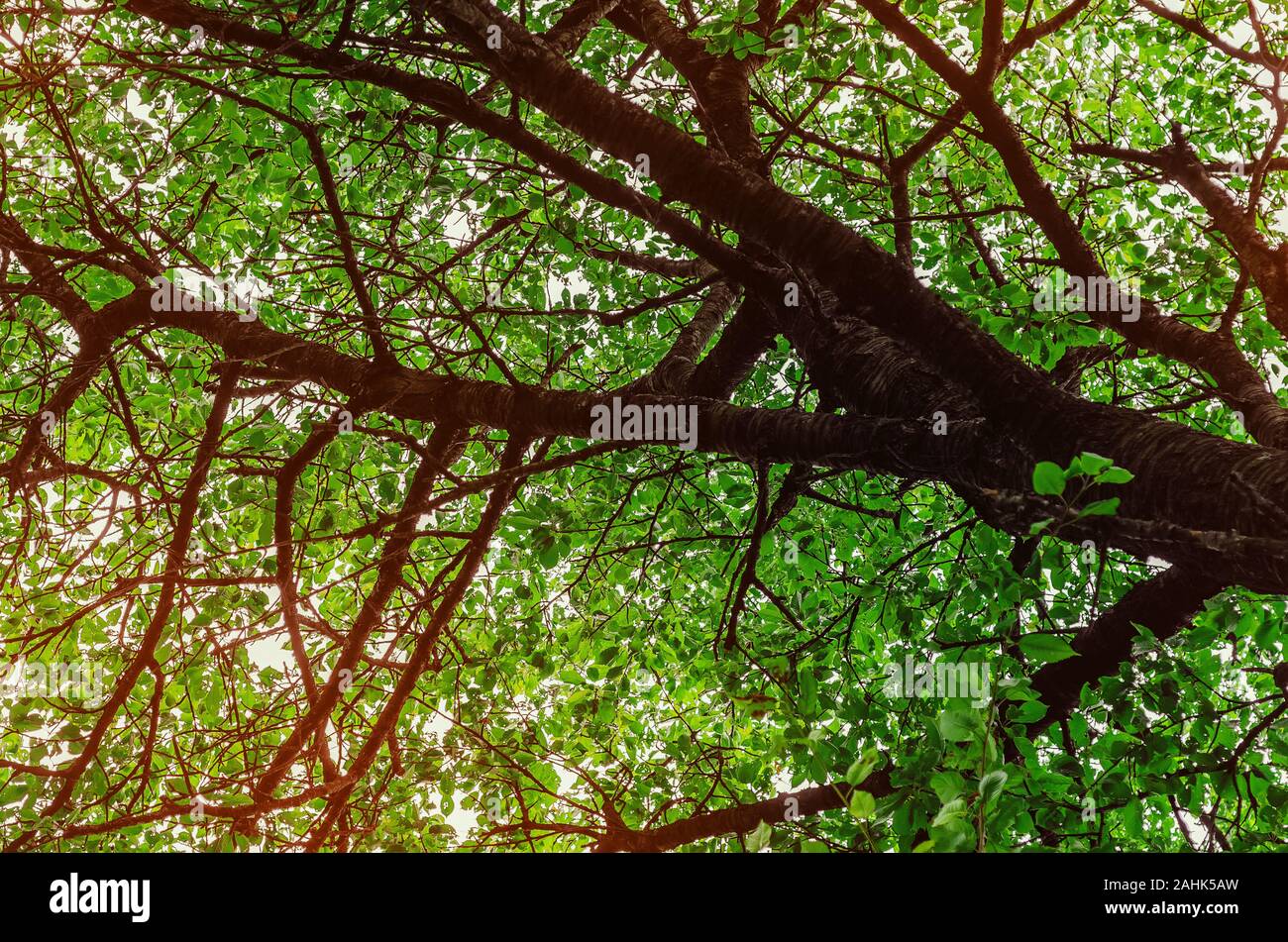 Tree in the forest with green leaves, bottom view Stock Photo - Alamy