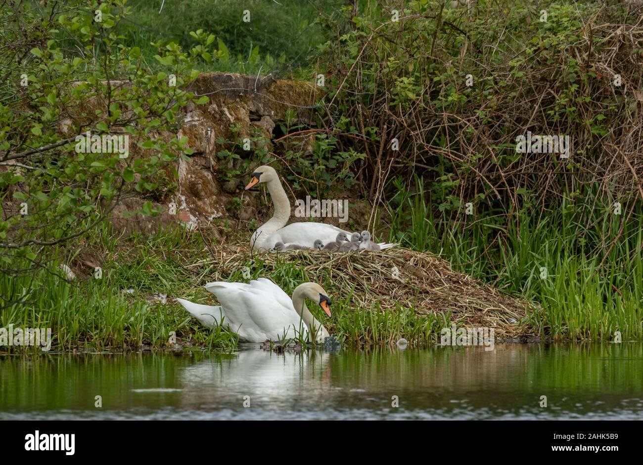 Reed pen hi-res stock photography and images - Alamy