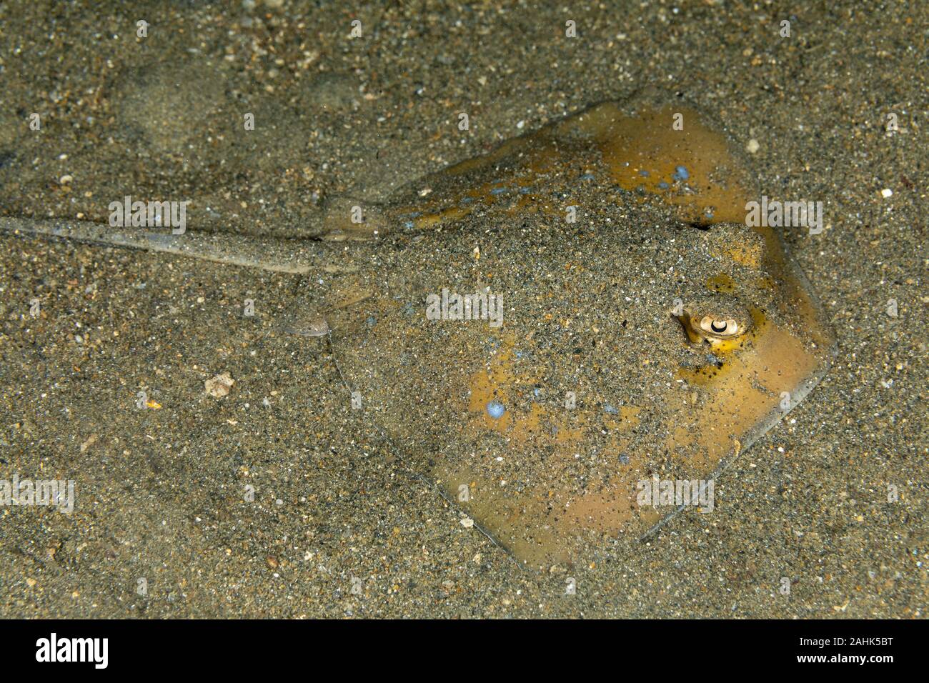 bluespotted stingray, Neotrygon kuhlii, Dasyatis kuhlii, also known as ...