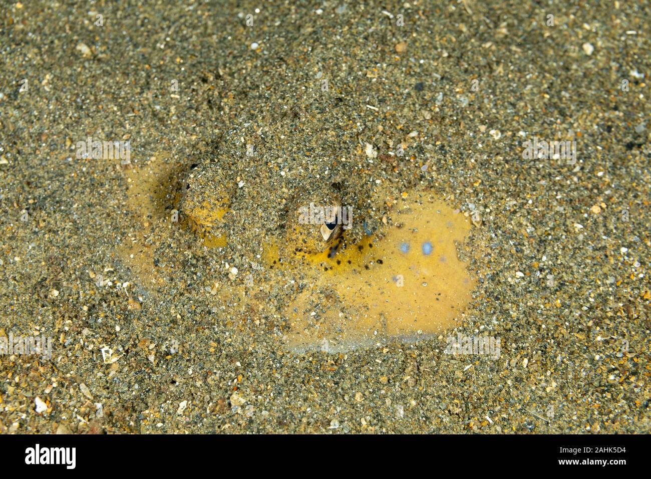 bluespotted stingray, Neotrygon kuhlii, Dasyatis kuhlii, also known as ...
