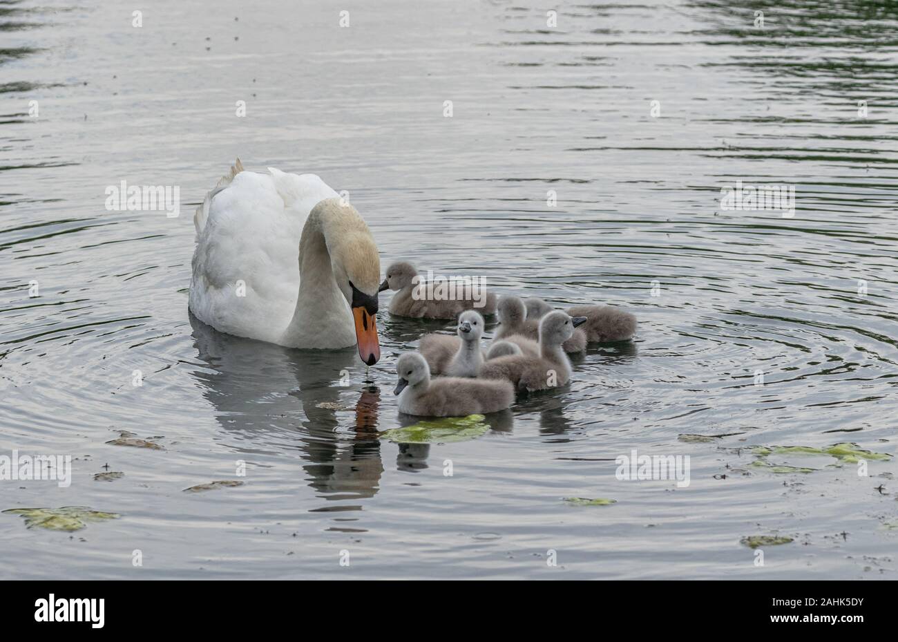 Fledgling swan hi-res stock photography and images - Alamy