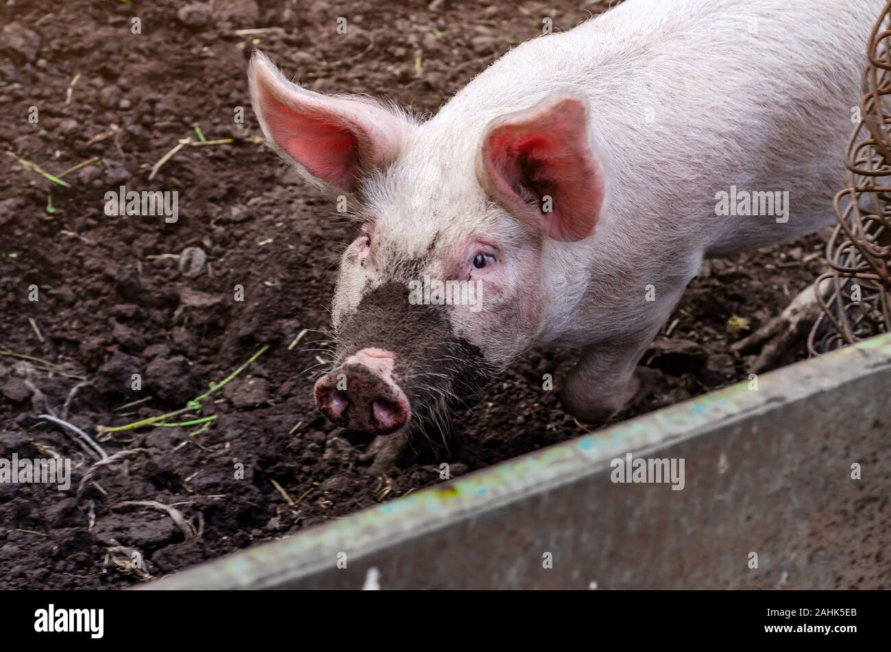 Hog pig swine talking hi-res stock photography and images - Alamy