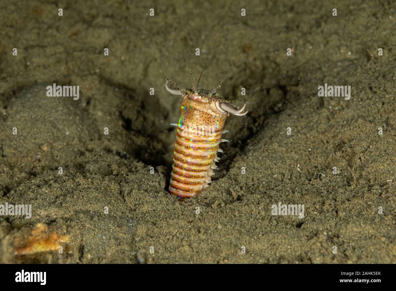 Bobbit worm hi-res stock photography and images - Alamy