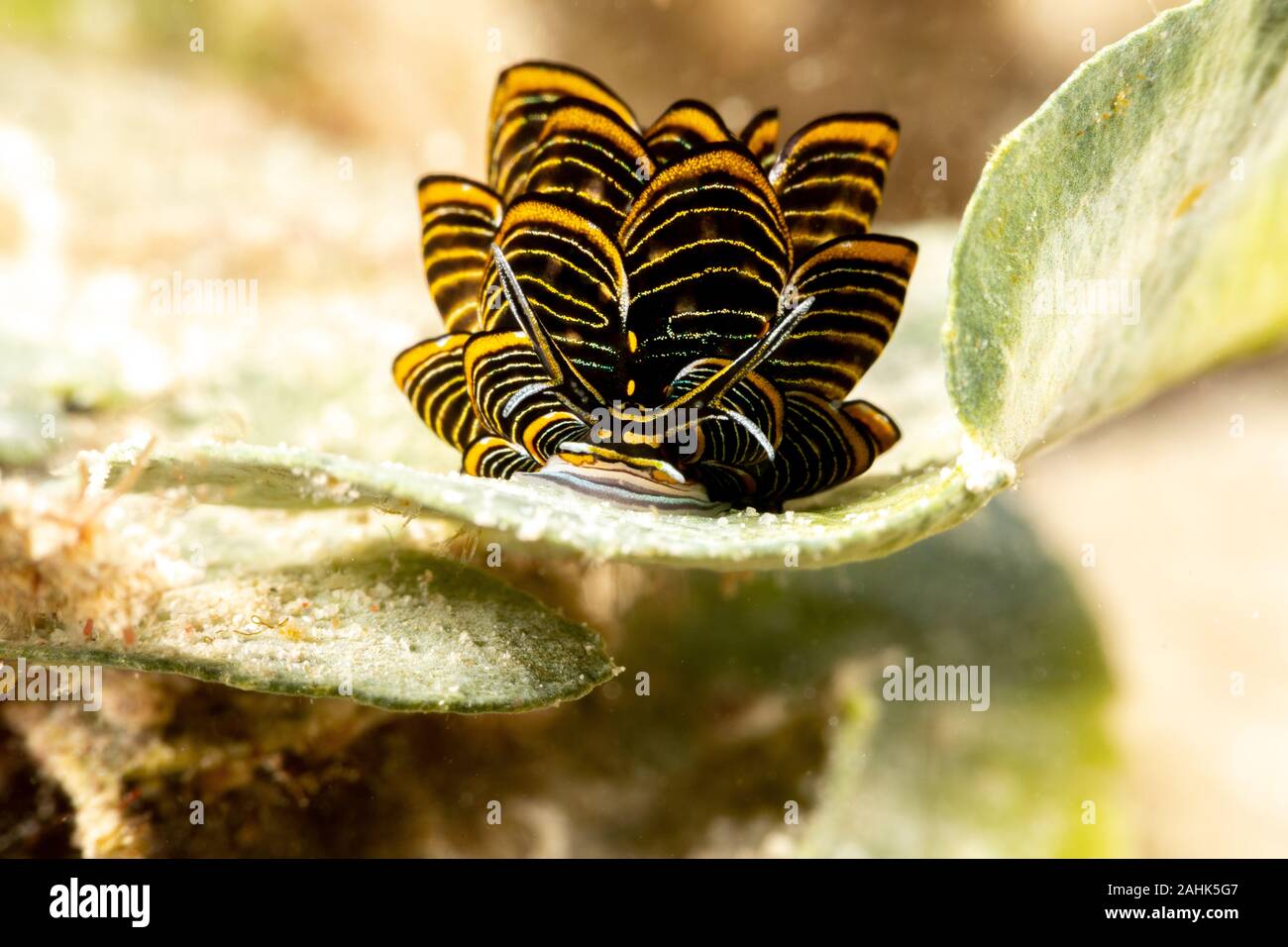 Sapsucking nudibranch High Resolution Stock Photography and Images - Alamy