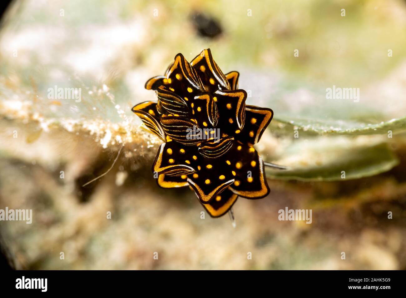 Black Linded Sapsucking Slug , Cyerce nigra Stock Photo - Alamy