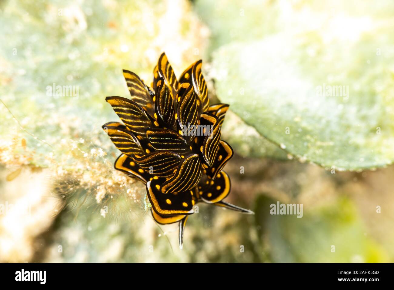 Black Linded Sapsucking Slug , Cyerce nigra Stock Photo - Alamy
