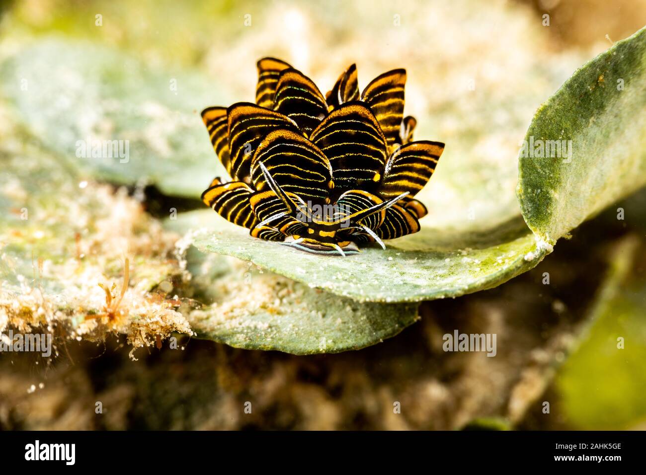Black Linded Sapsucking Slug , Cyerce nigra Stock Photo - Alamy