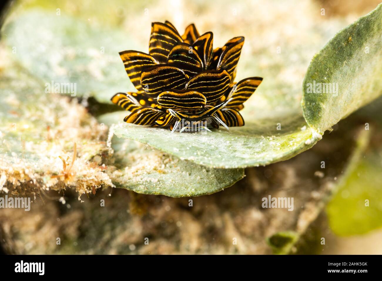 Black Linded Sapsucking Slug , Cyerce nigra Stock Photo - Alamy