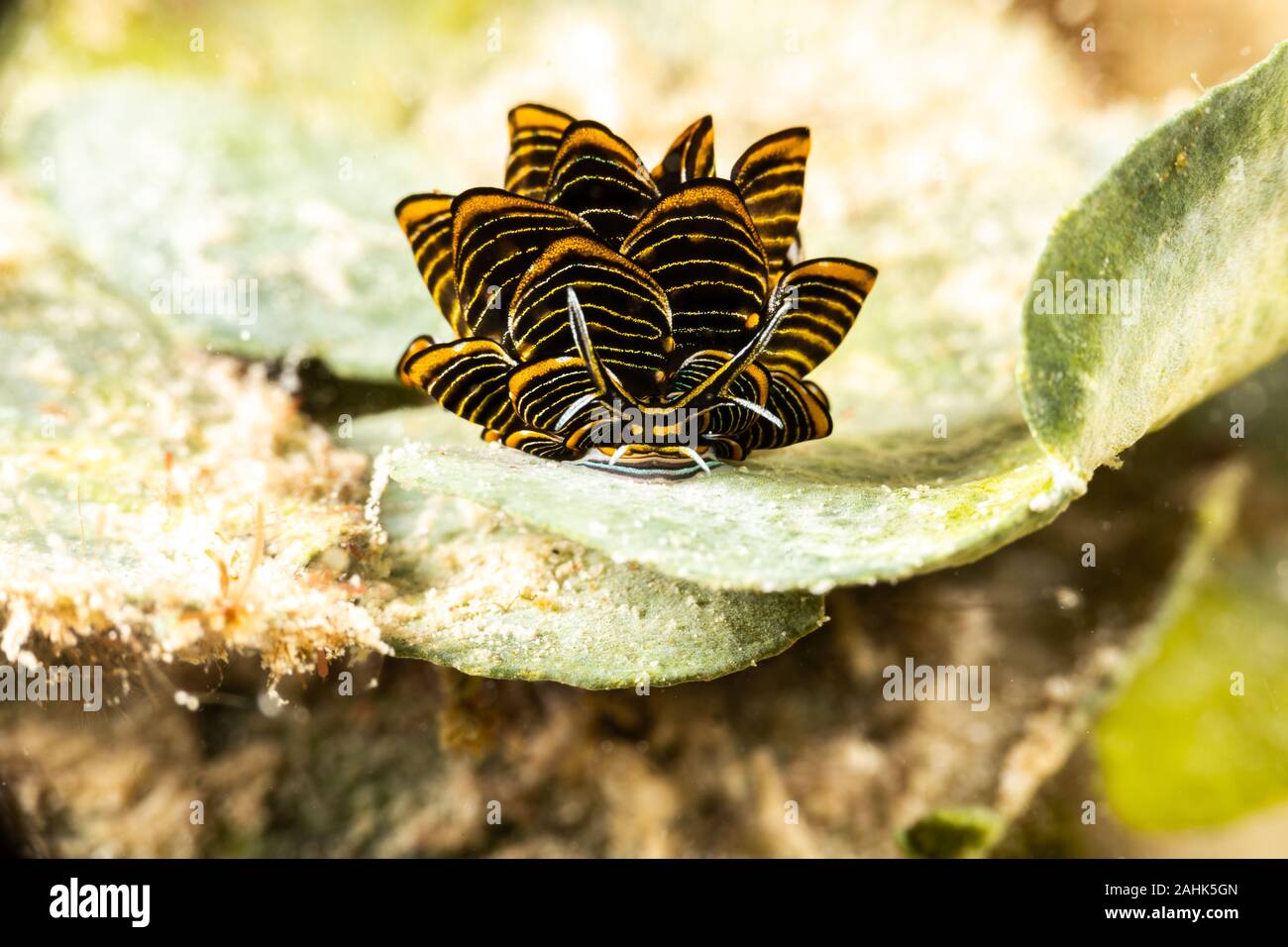 Black Linded Sapsucking Slug , Cyerce nigra Stock Photo - Alamy