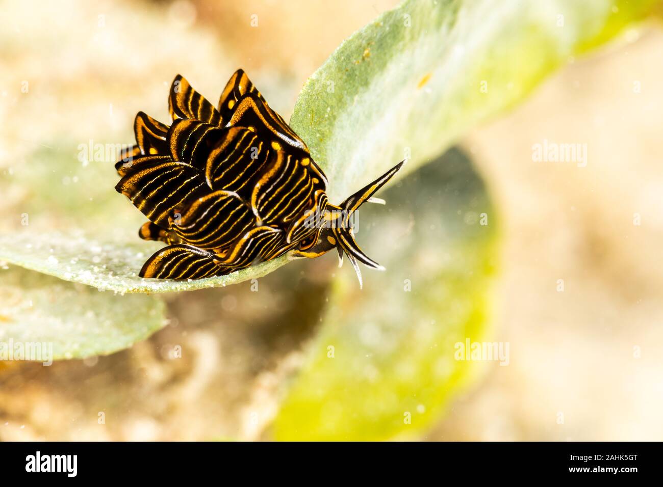 Black Linded Sapsucking Slug , Cyerce nigra Stock Photo - Alamy
