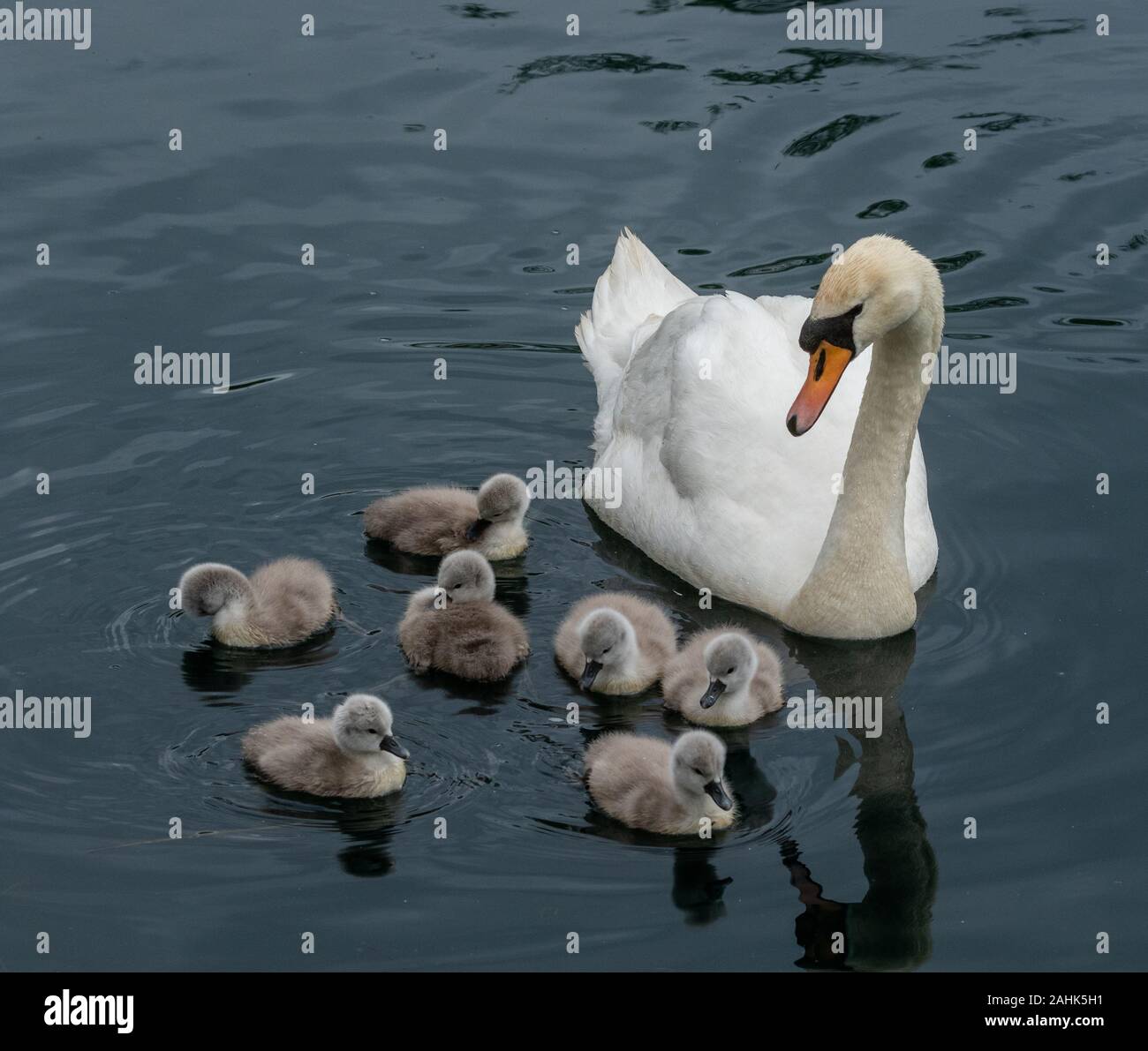 Swan fledgling hi-res stock photography and images - Alamy
